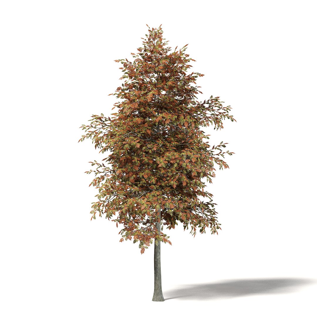 3D Mountain Ash 5 4m Model - TurboSquid 1399350