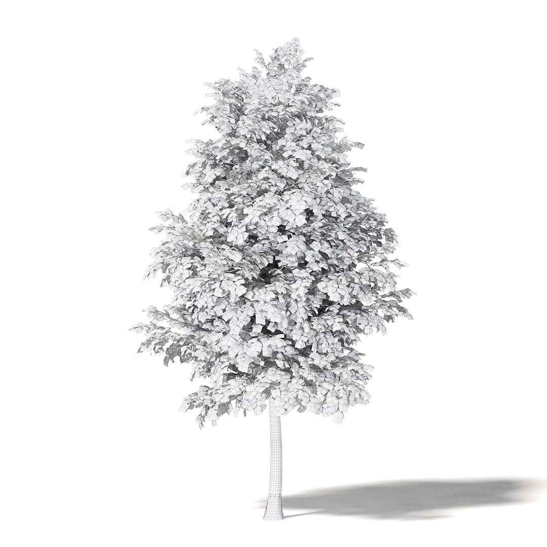 3D Mountain Ash 5 4m Model - TurboSquid 1399350