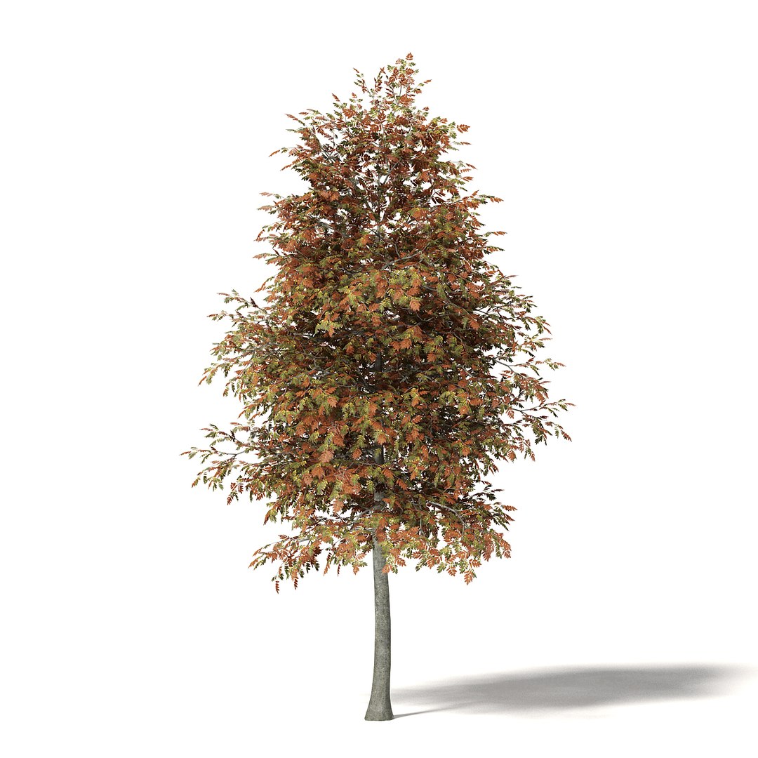 3D Mountain Ash 5 4m Model - TurboSquid 1399350