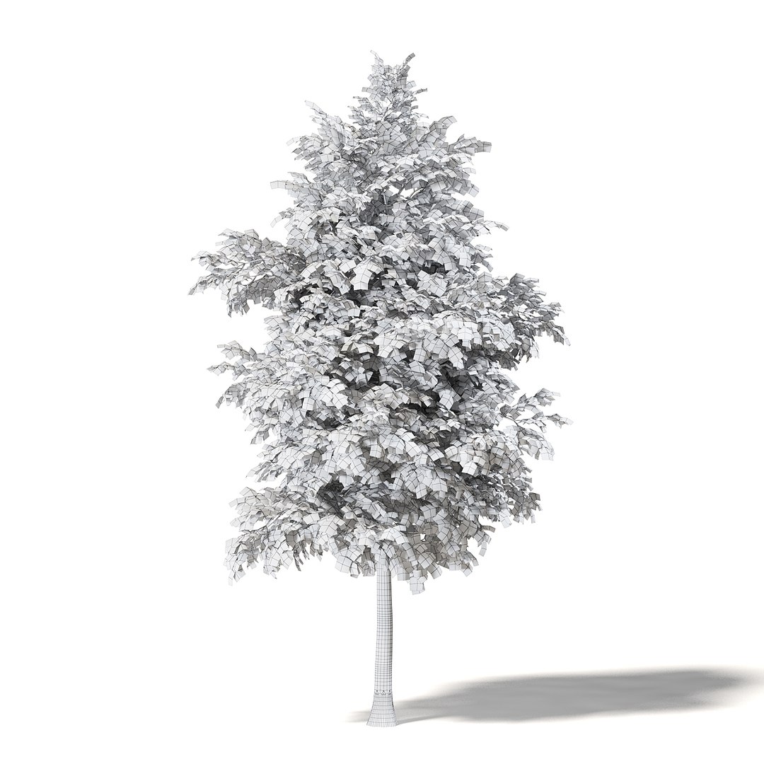 3D Mountain Ash 5 4m Model - TurboSquid 1399350