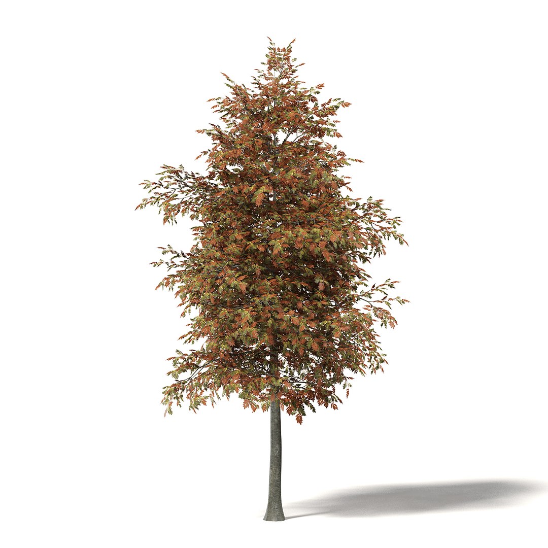 3D Mountain Ash 5 4m Model - TurboSquid 1399350