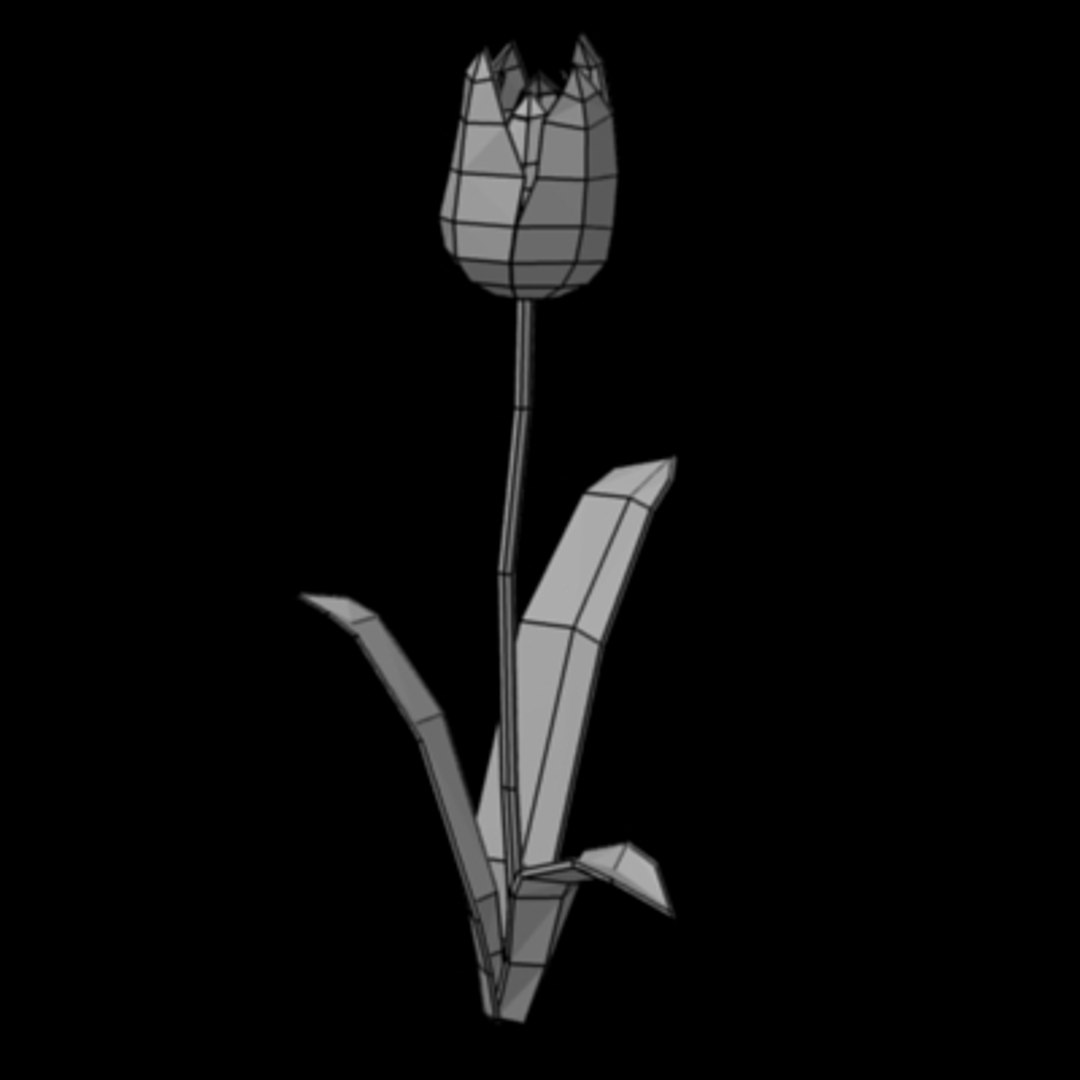 maya yellow tulip