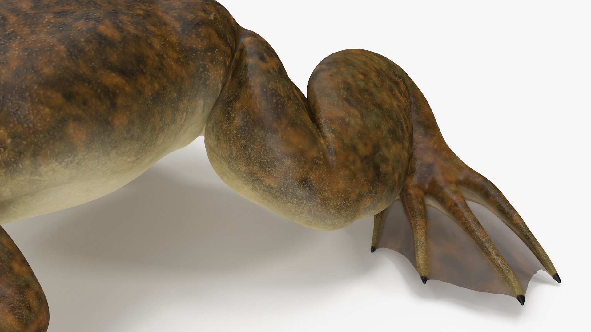 African Claw-toe Frog Sits Pose 3D model - TurboSquid 2133275