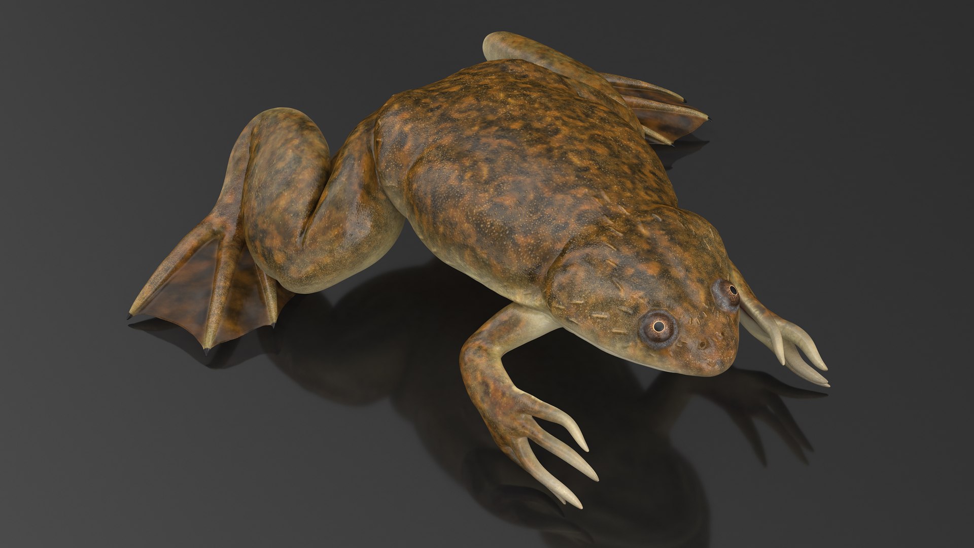 African Claw-toe Frog Sits Pose 3D model - TurboSquid 2133275