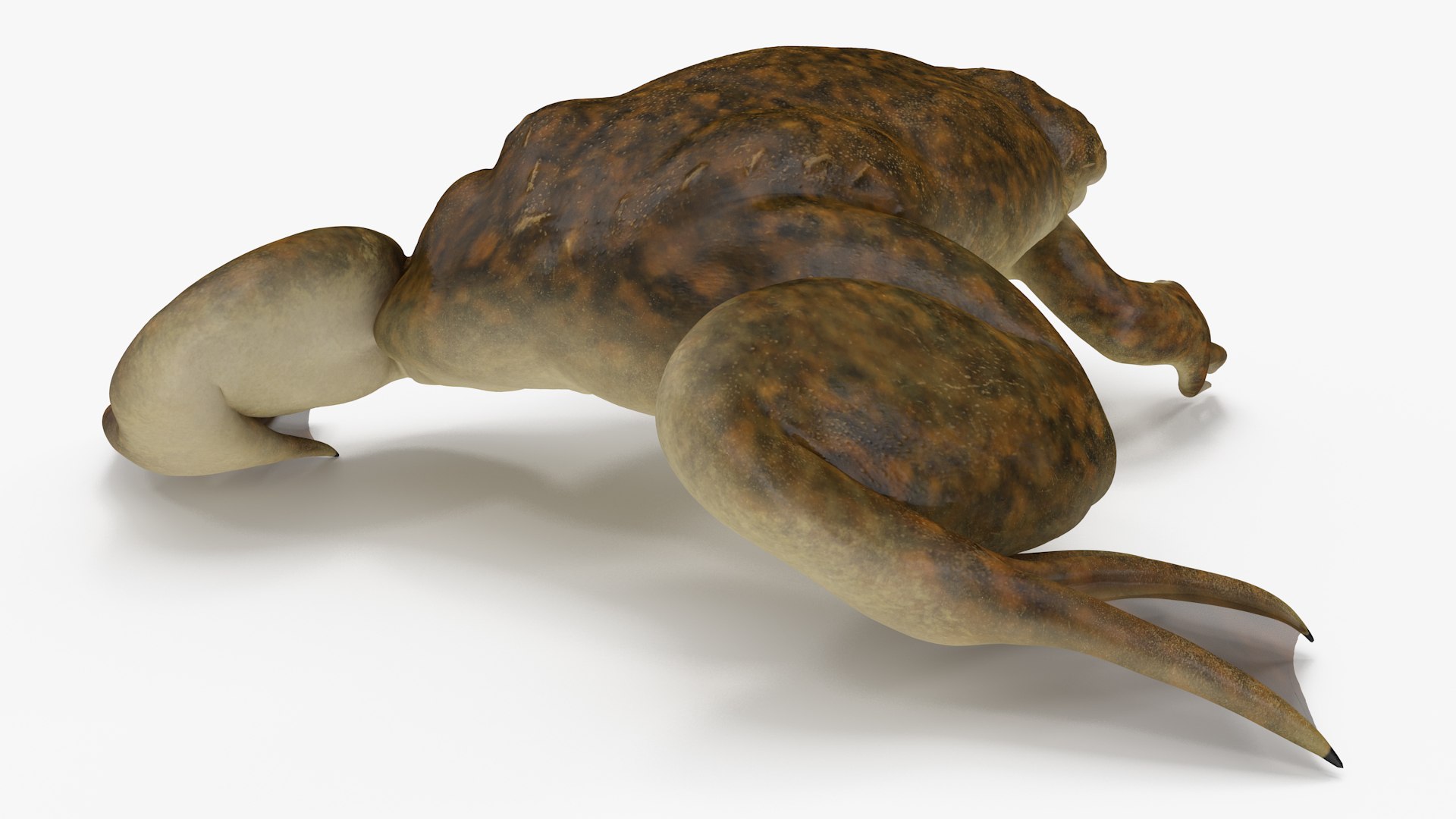 African Claw-toe Frog Sits Pose 3D model - TurboSquid 2133275