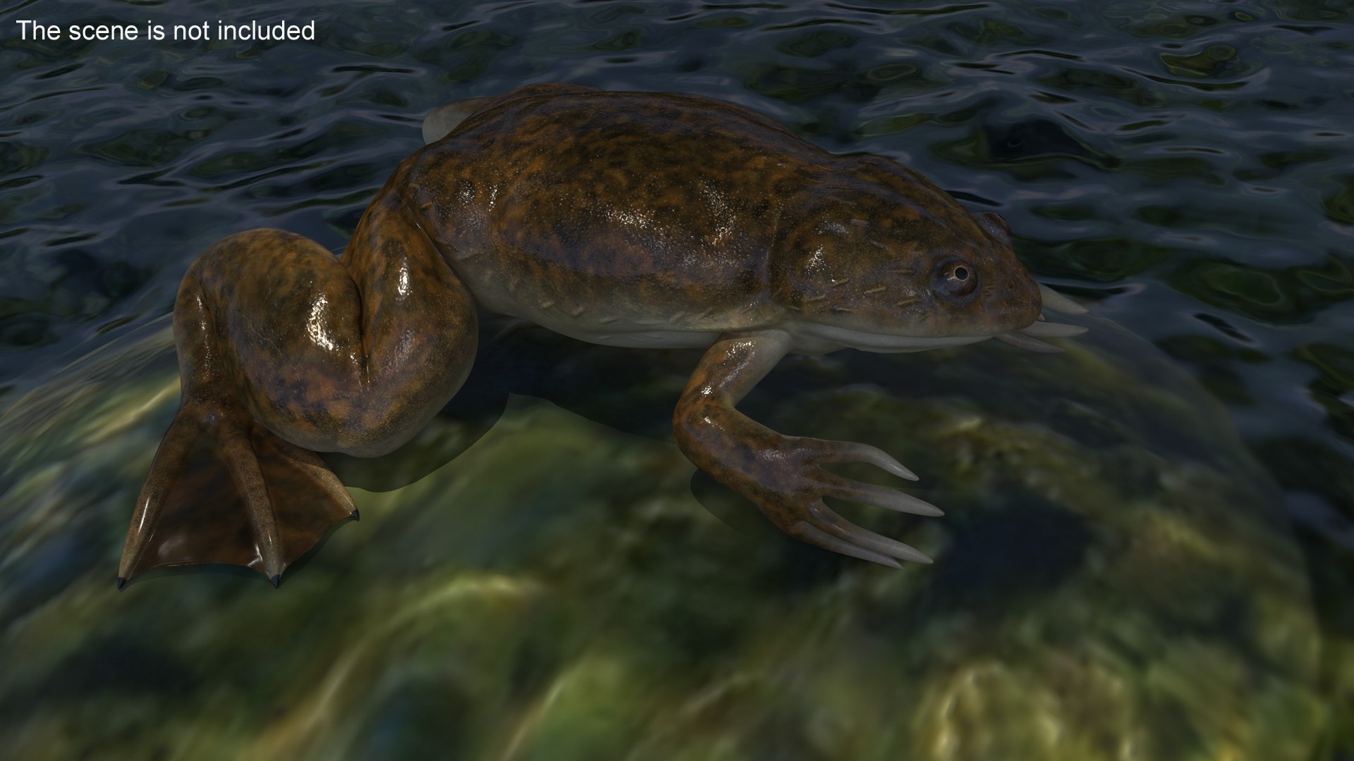 African Claw-toe Frog Sits Pose 3D model - TurboSquid 2133275