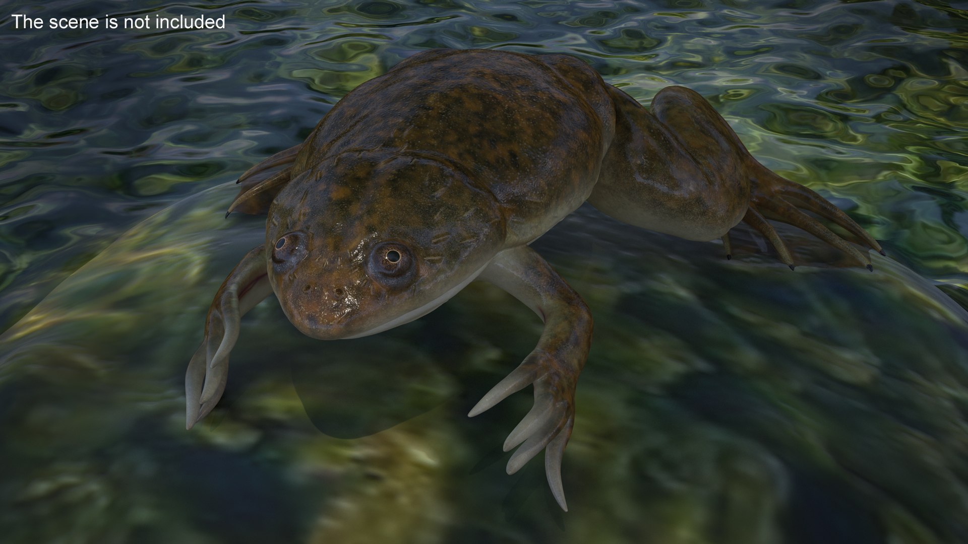 African Claw-toe Frog Sits Pose 3D model - TurboSquid 2133275