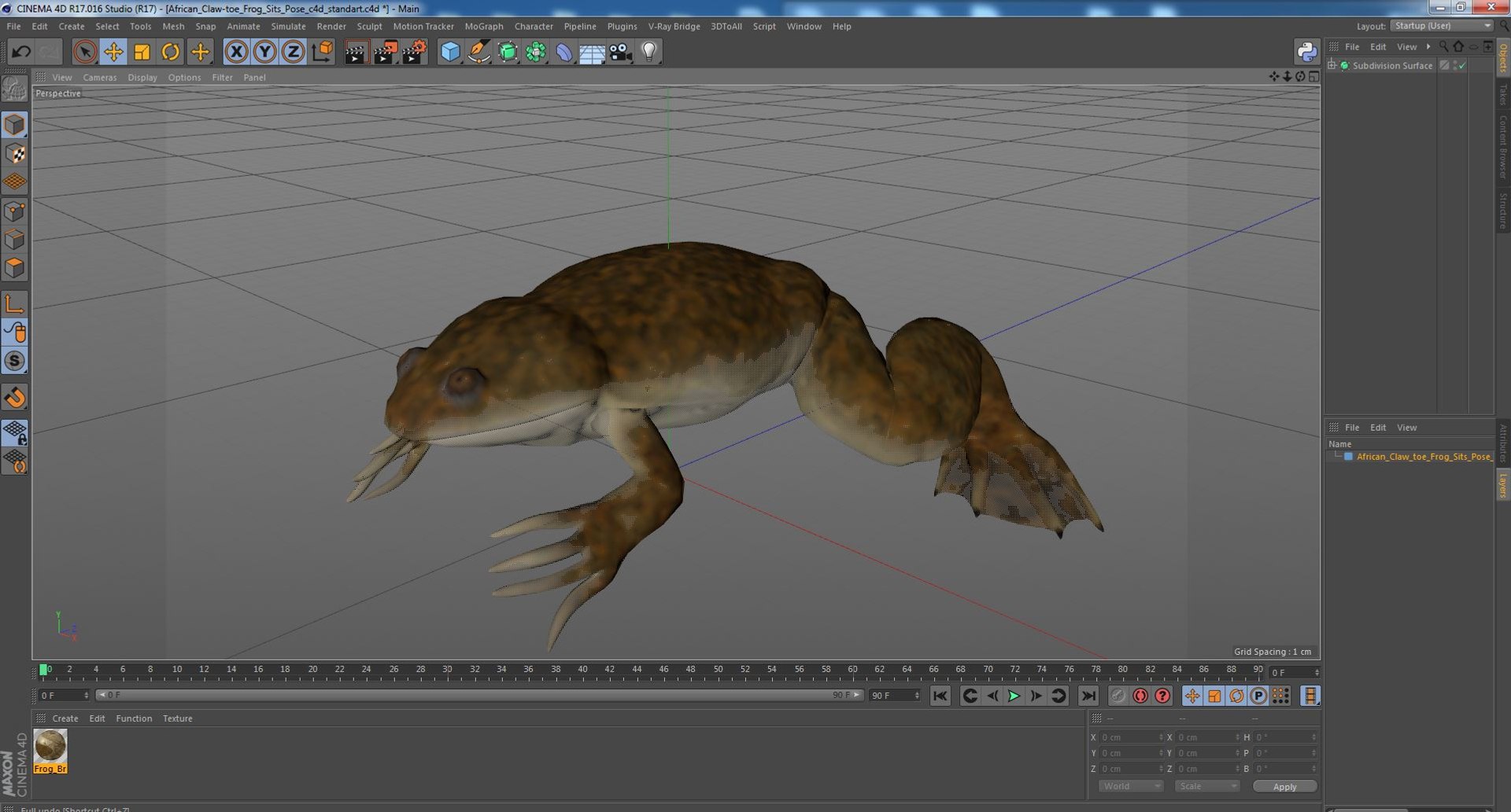African Claw-toe Frog Sits Pose 3D Model - TurboSquid 2133275