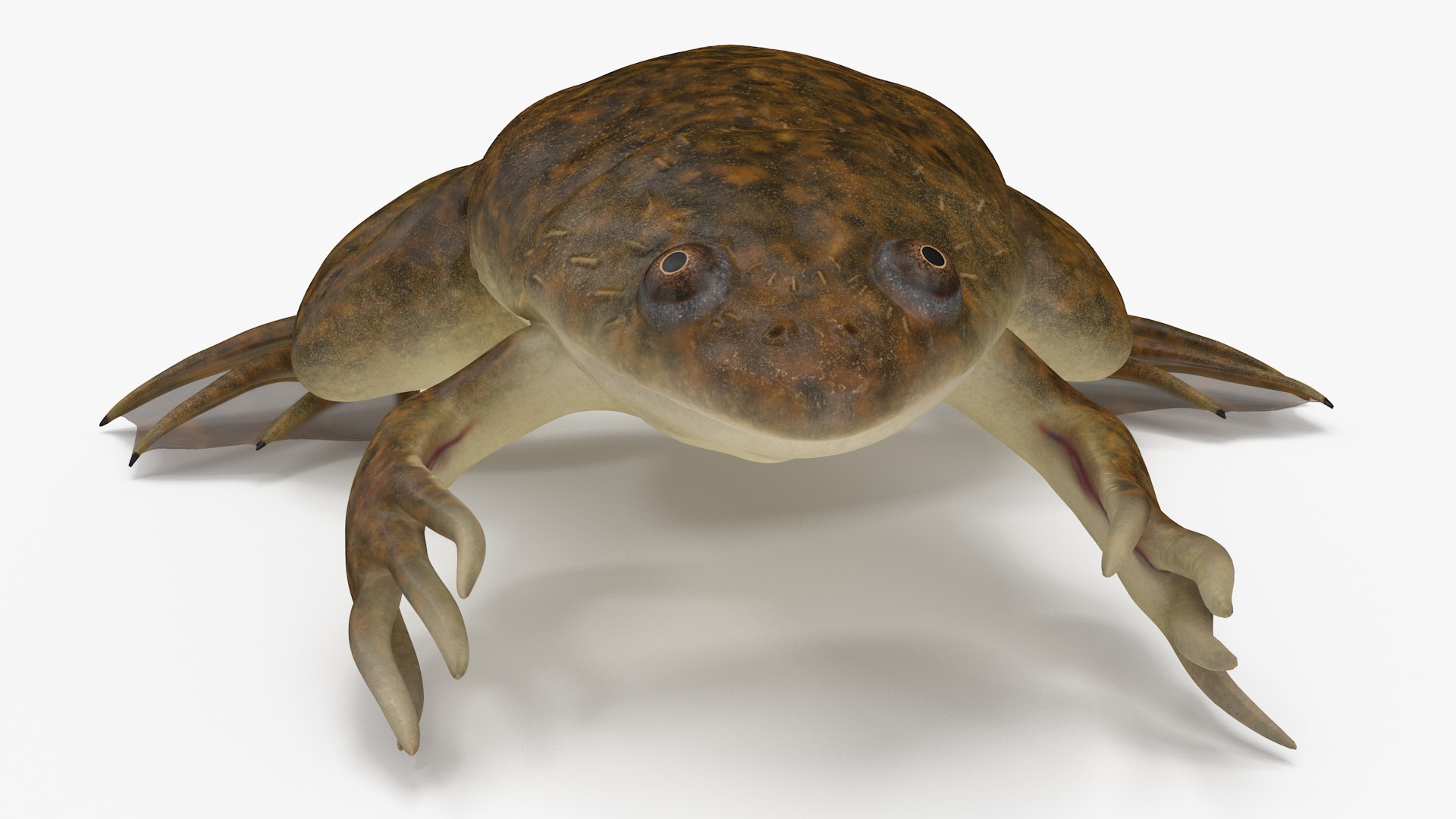 African Claw-toe Frog Sits Pose 3D model - TurboSquid 2133275