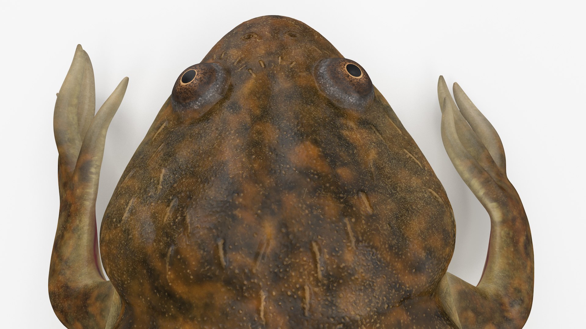 African Claw-toe Frog Sits Pose 3D model - TurboSquid 2133275