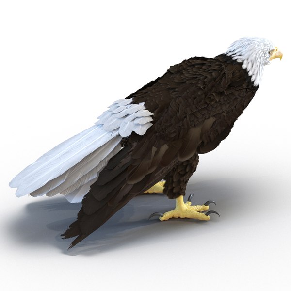3d bald eagle rigged