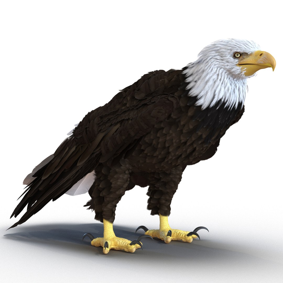 3d bald eagle rigged