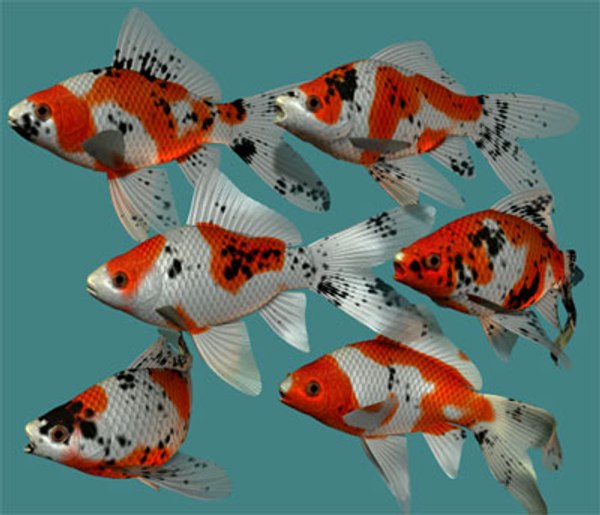 3d shubunkin goldfish