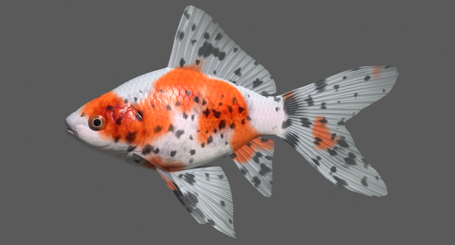 Shubunkin Goldfish