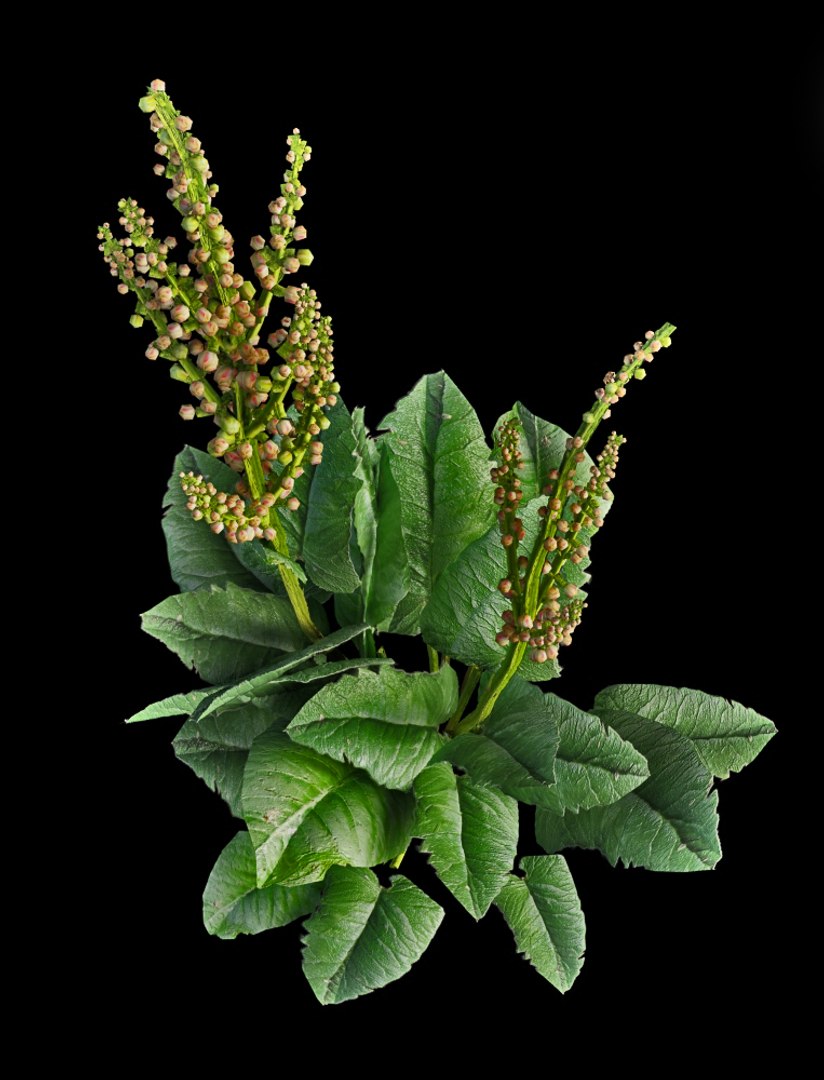 3d model flowering garden sorrel