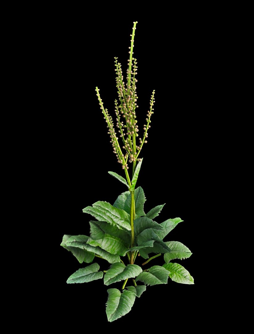 3d model flowering garden sorrel