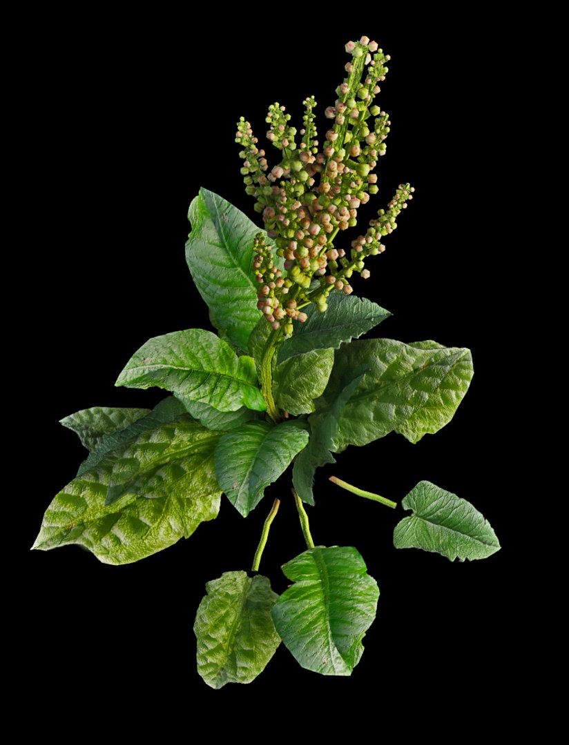 3d model flowering garden sorrel