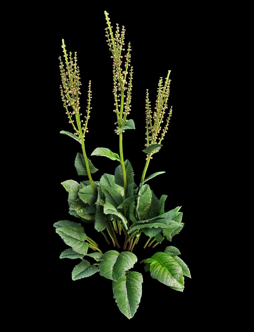 3d model flowering garden sorrel