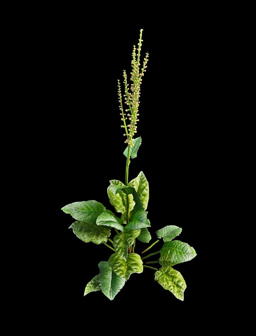 3d model flowering garden sorrel