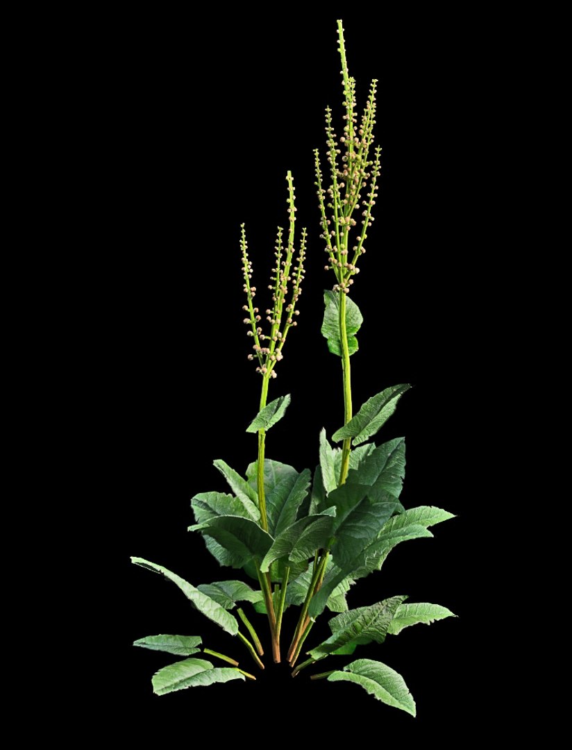 3d model flowering garden sorrel