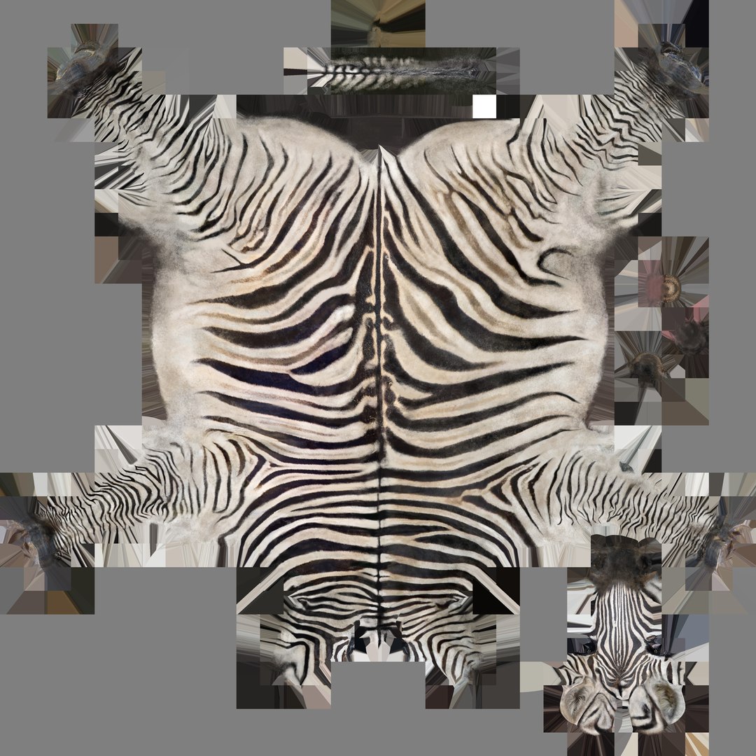 Photorealistic Zebra 3d Model