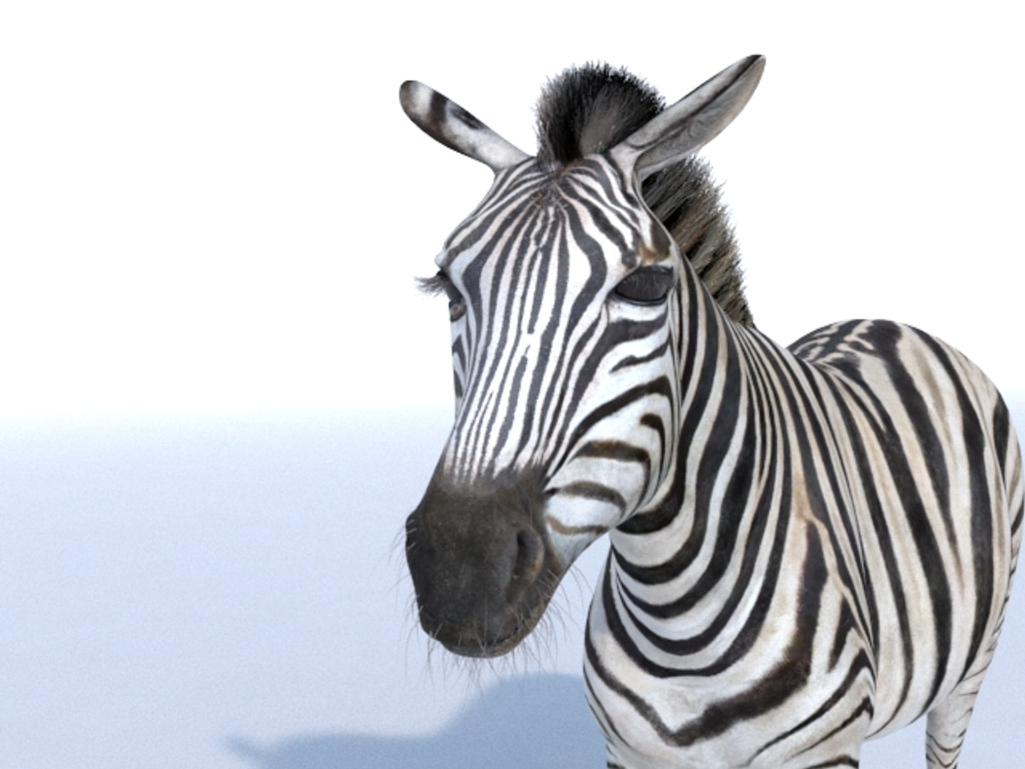 photorealistic zebra 3d model
