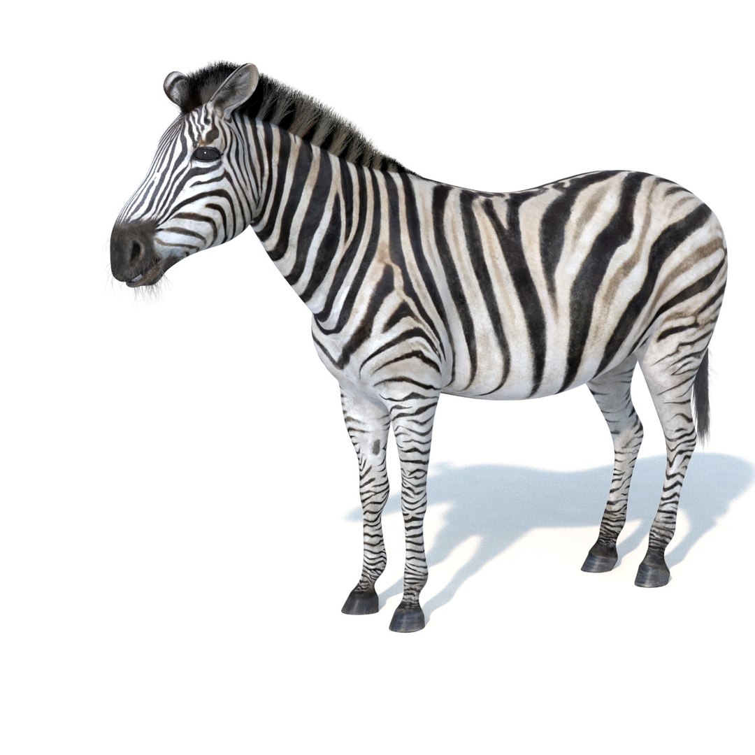 Photorealistic Zebra 3d Model