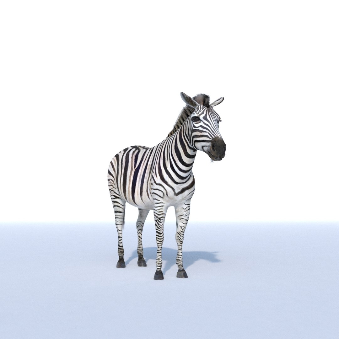 Photorealistic Zebra 3d Model