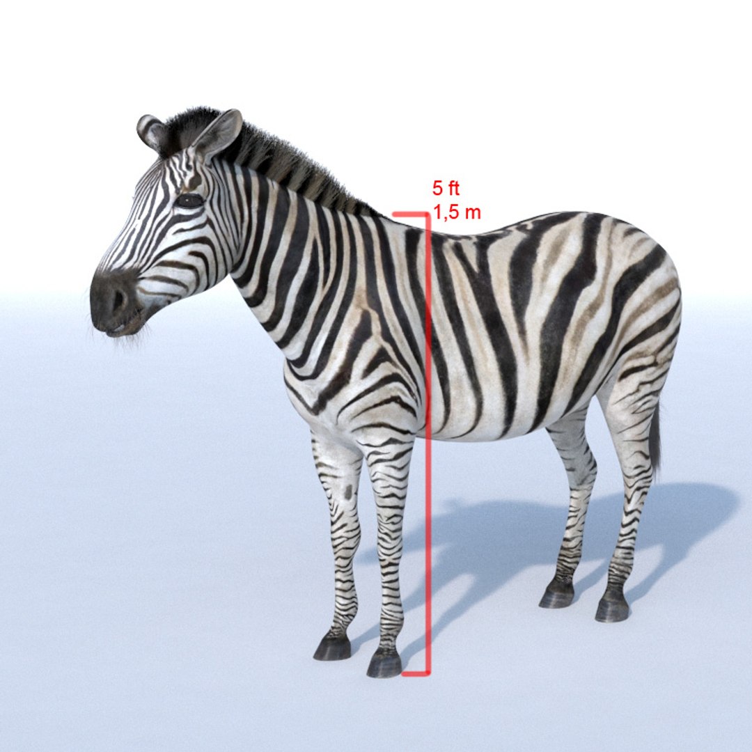 Photorealistic Zebra 3d Model