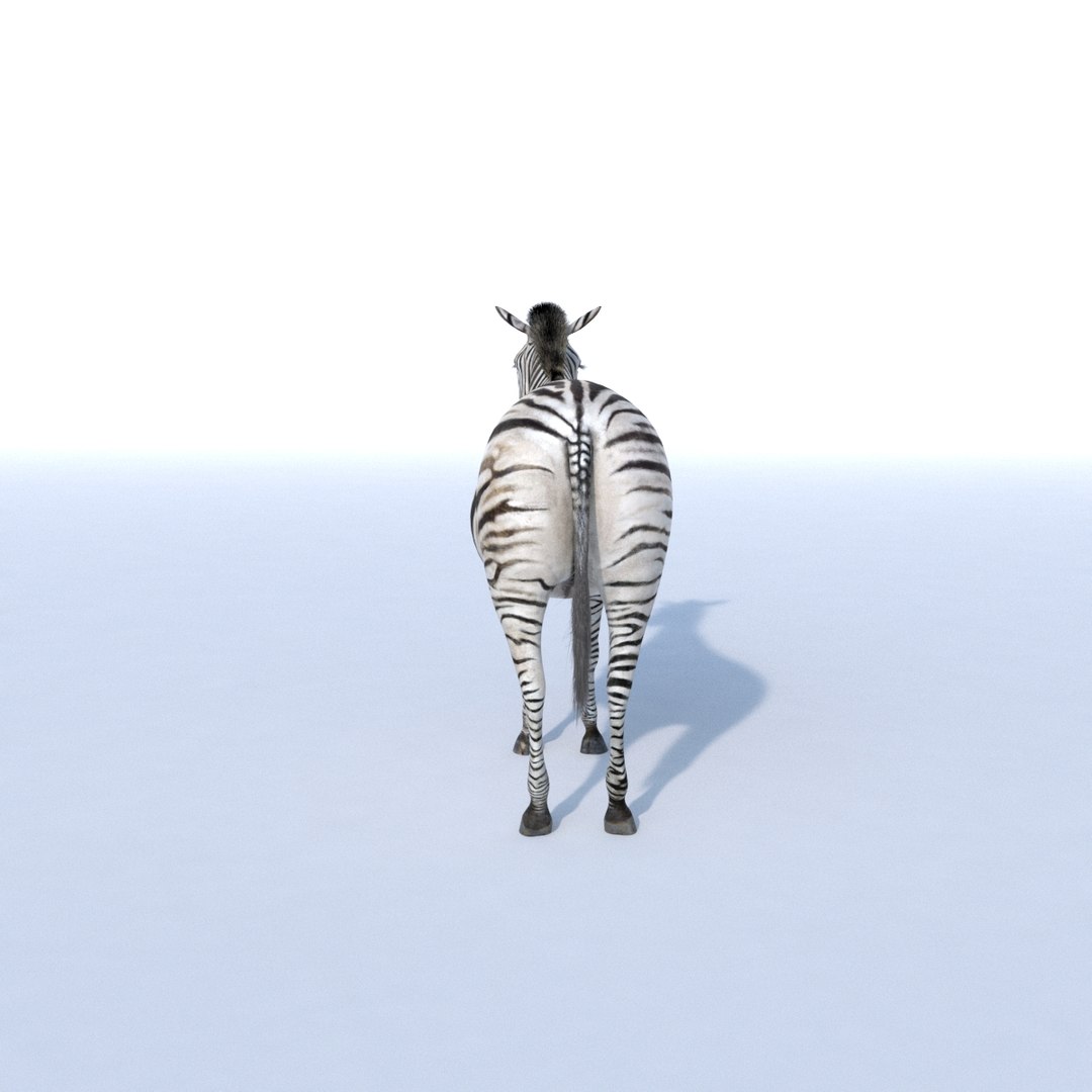 Photorealistic Zebra 3d Model