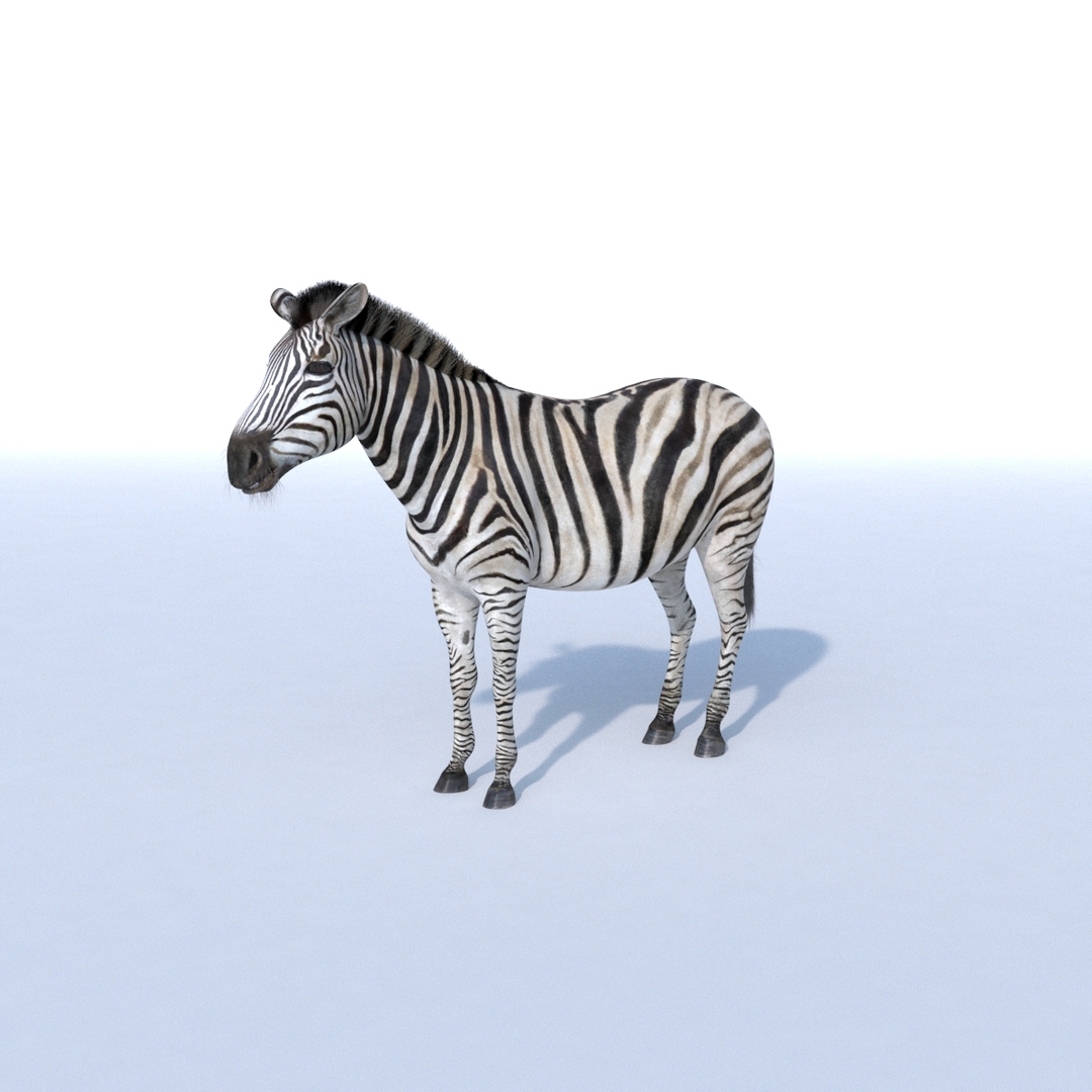 Photorealistic Zebra 3d Model