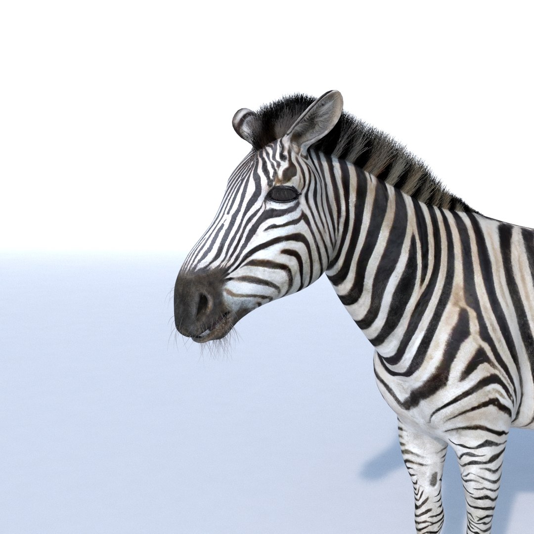 Photorealistic Zebra 3d Model