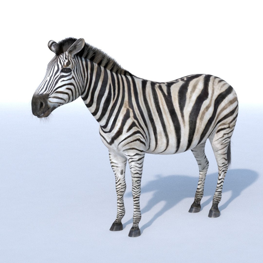 Photorealistic Zebra 3d Model