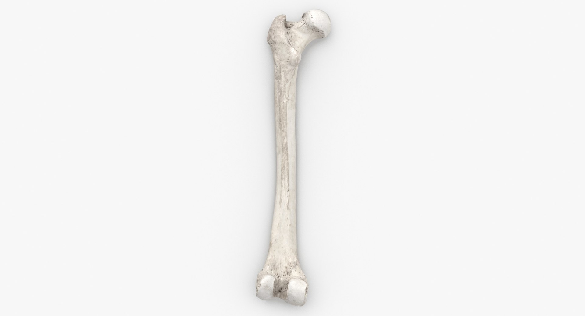 Human Femur Bone 01 3D Model - TurboSquid 1535240