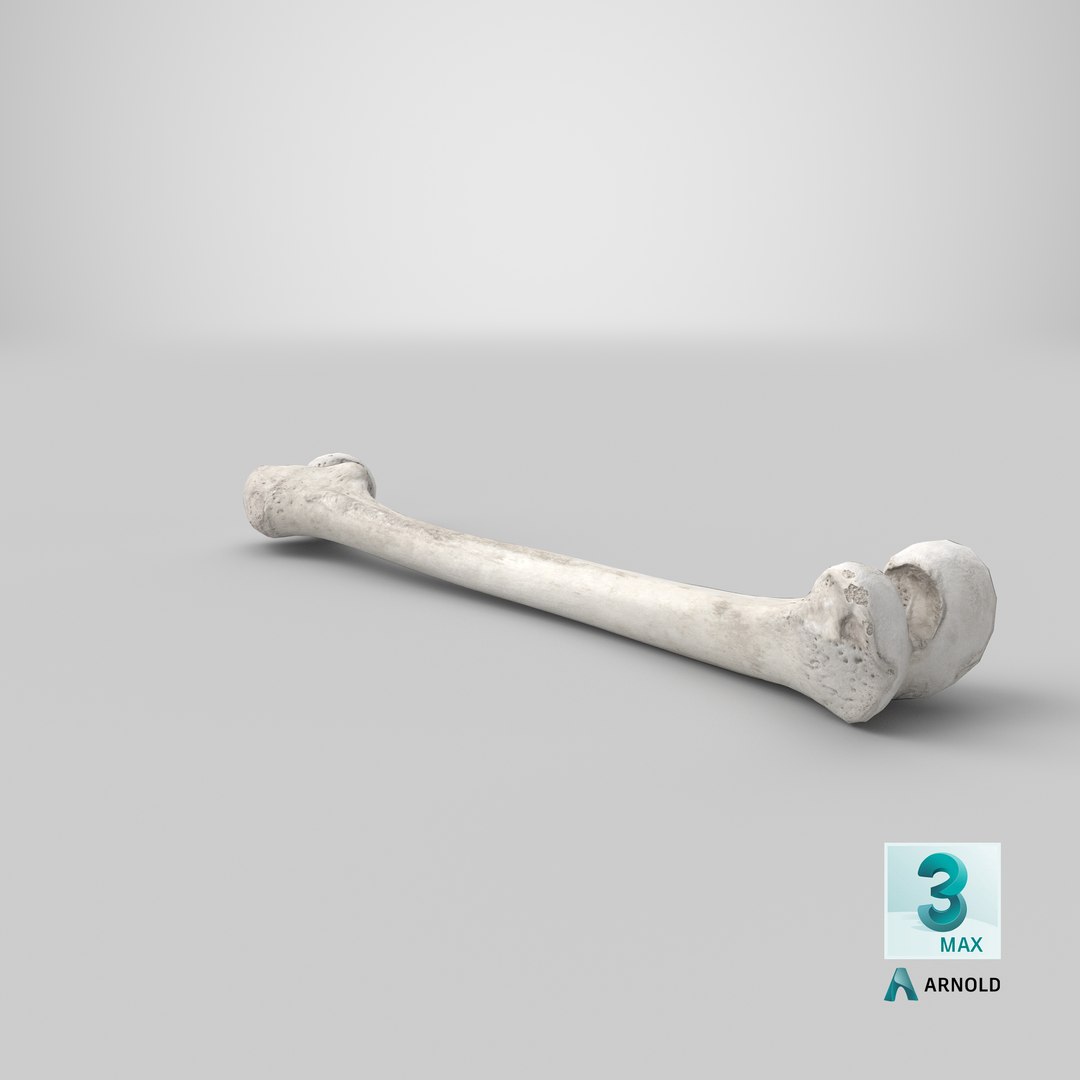 Human femur bone 01 3D model - TurboSquid 1535240