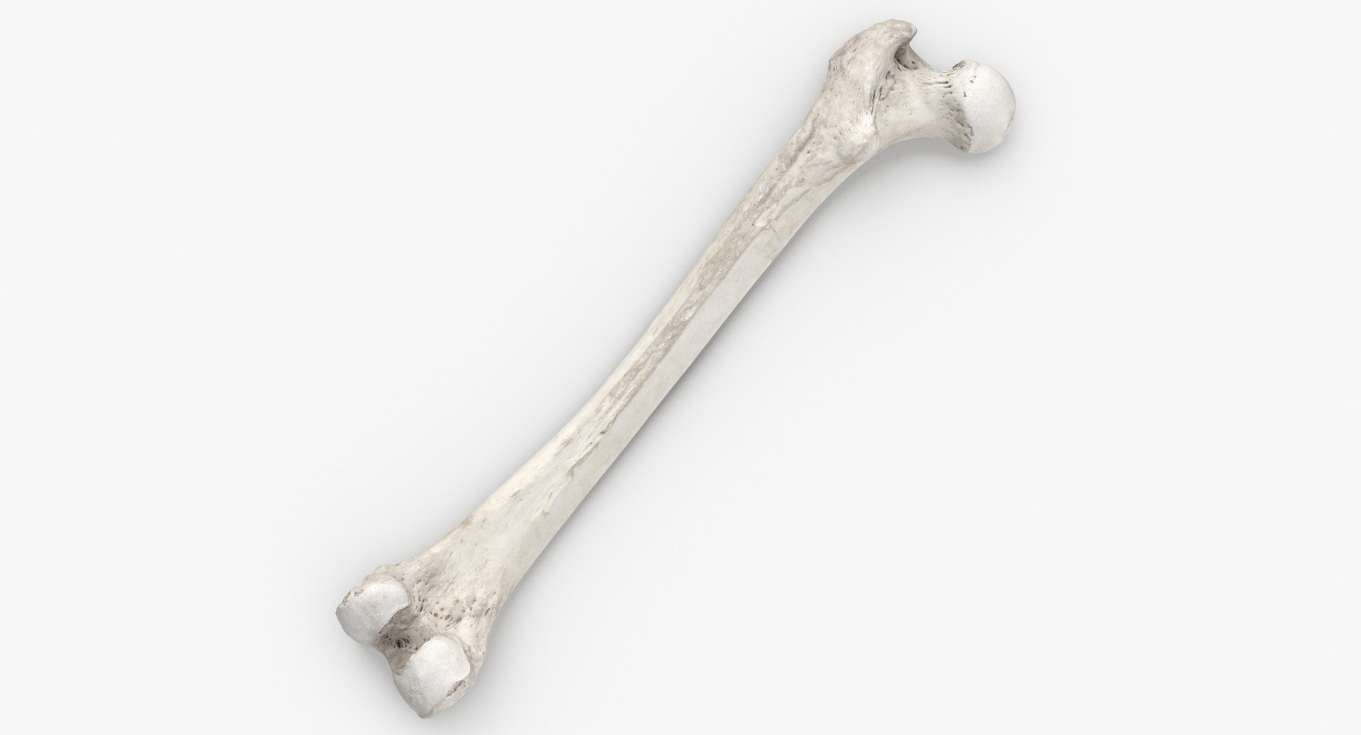 Human femur bone 01 3D model - TurboSquid 1535240