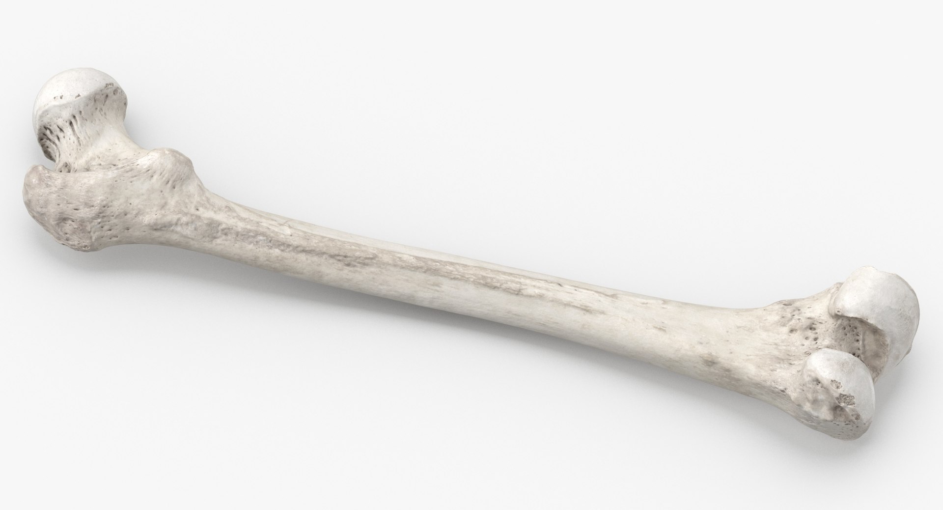 Human Femur Bone 01 3D Model - TurboSquid 1535240