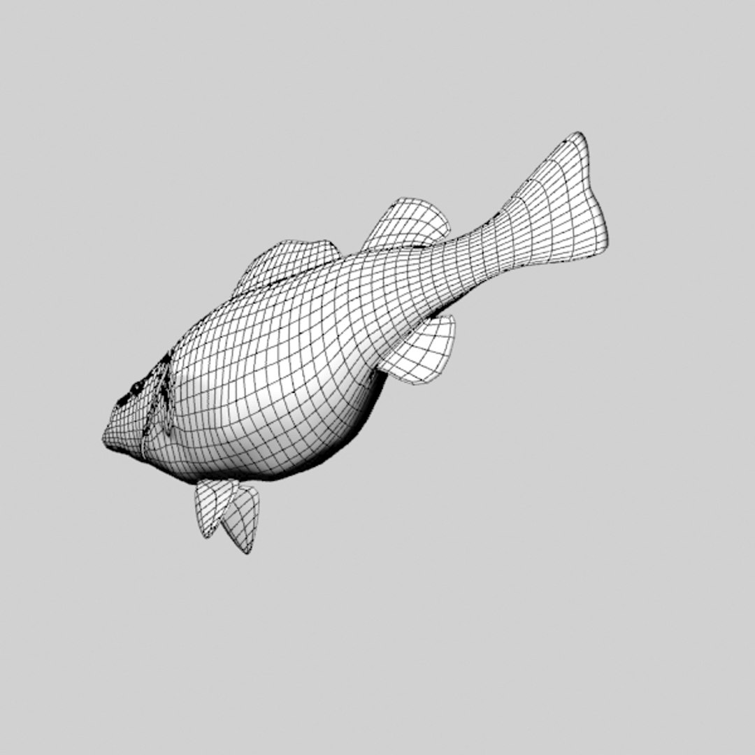 Fish Perch 3d Model