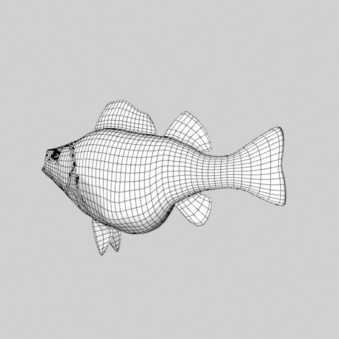 Fish Perch 3d Model