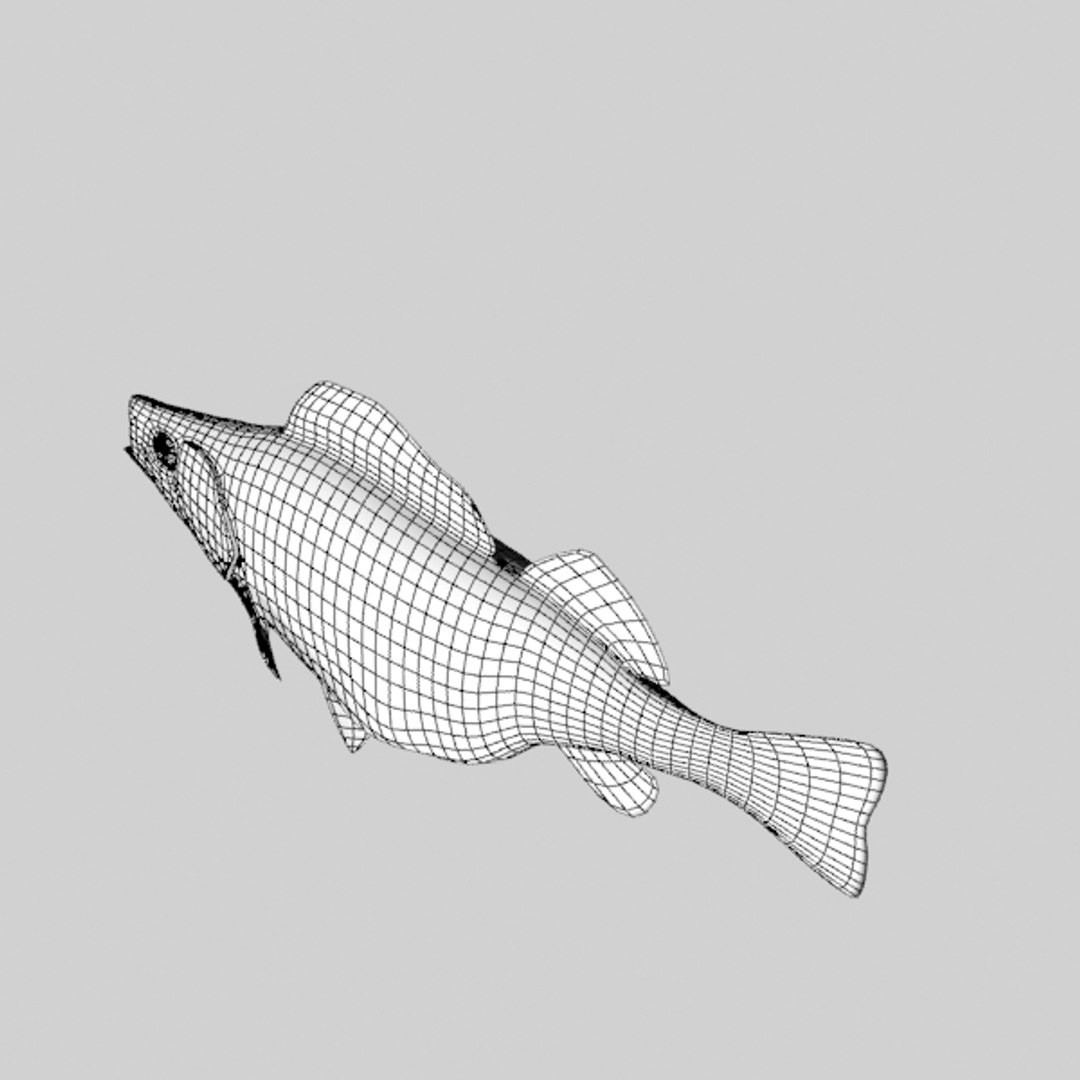 Fish Perch 3d Model