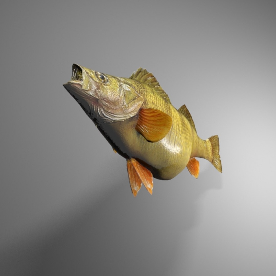 Fish Perch 3d Model