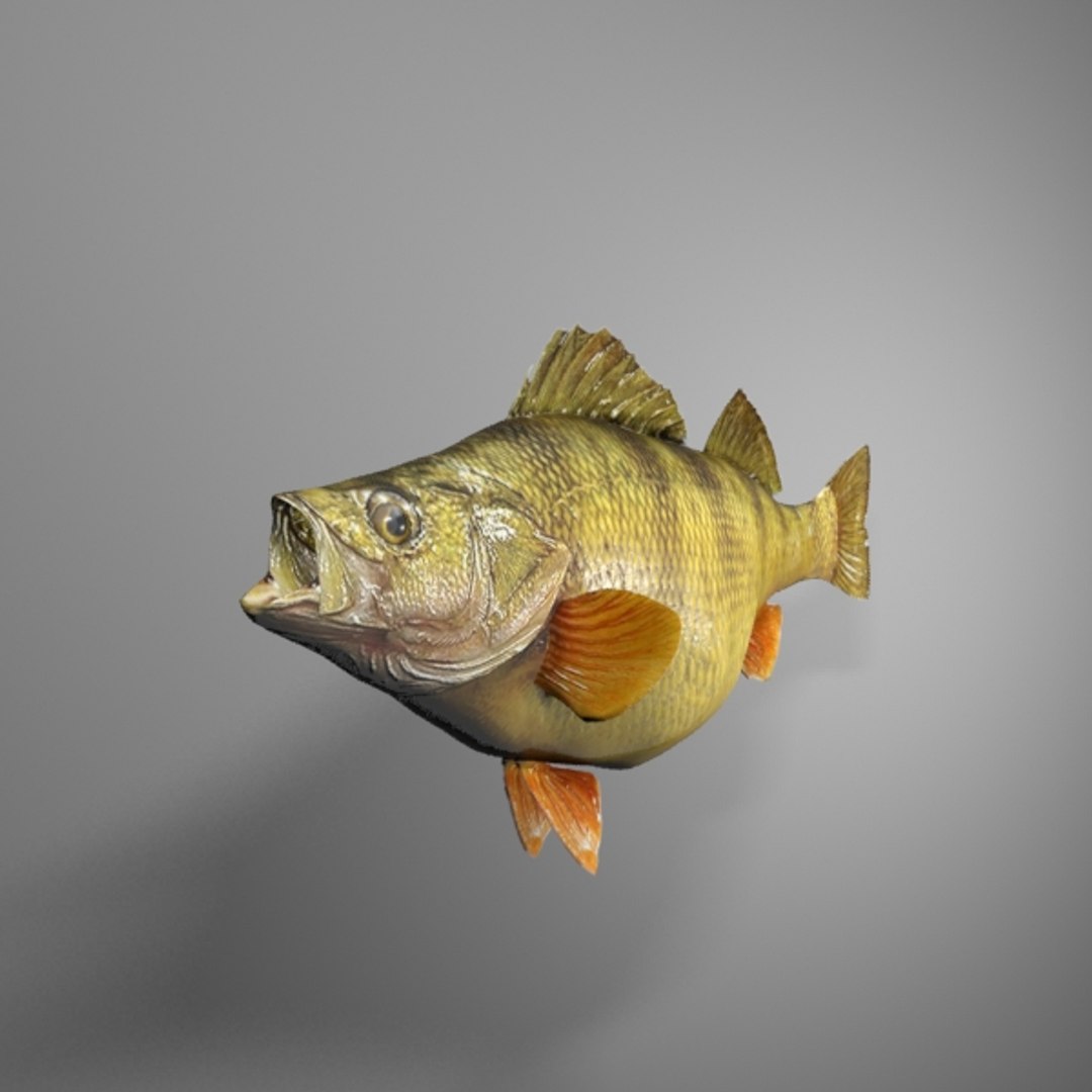 Fish Perch 3d Model