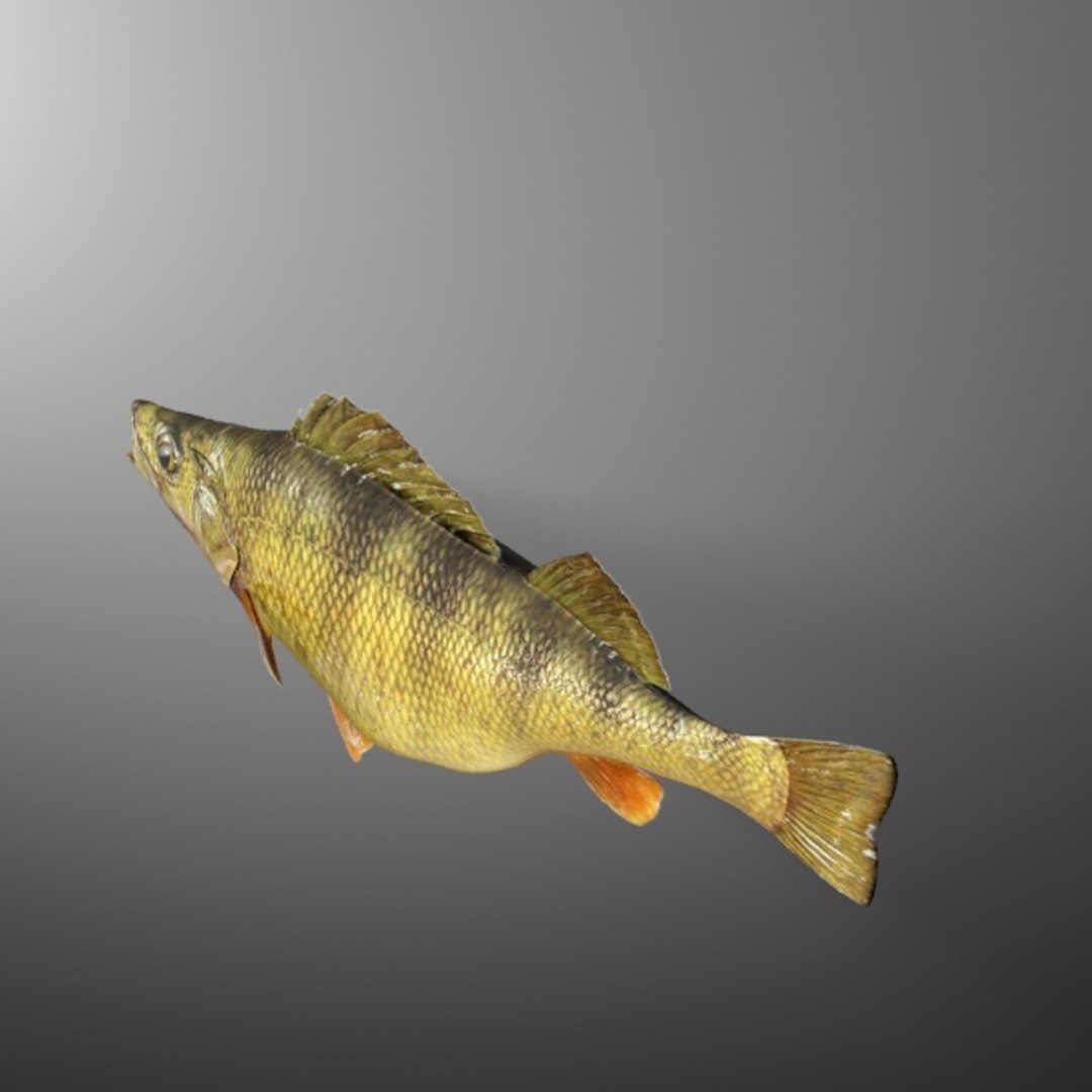 Fish Perch 3d Model