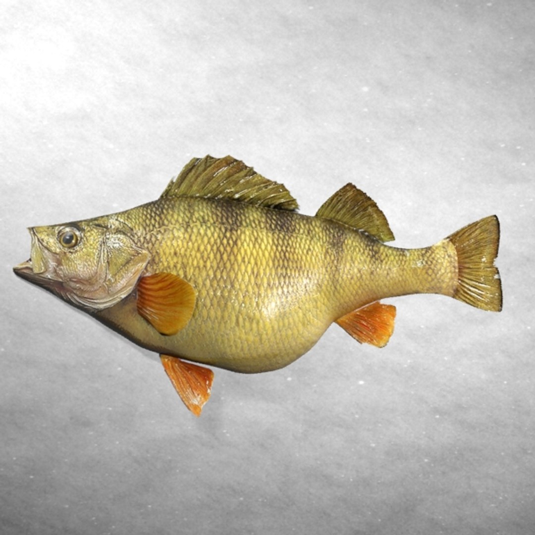 Fish Perch 3d Model