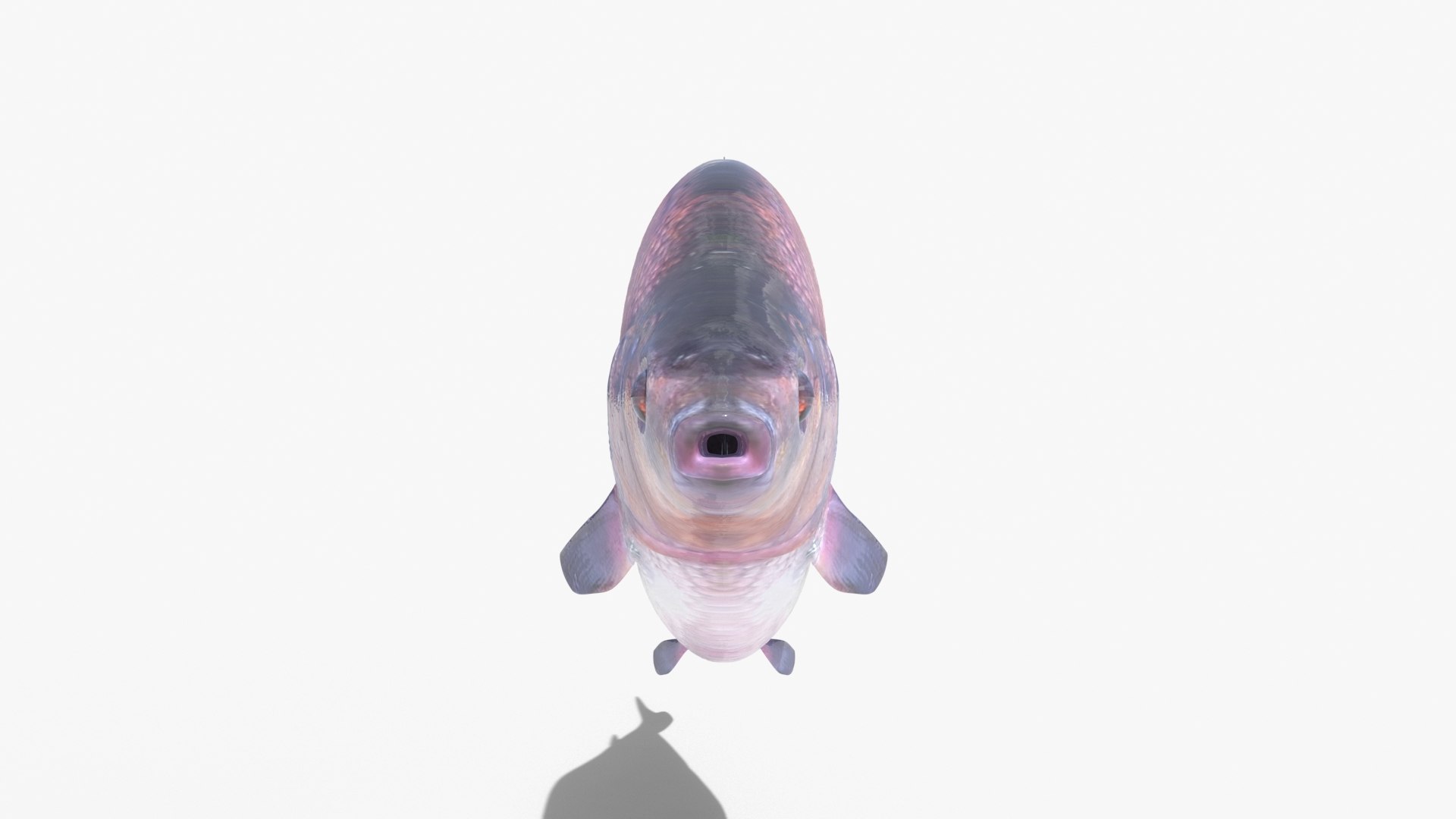 3D Bream Model - TurboSquid 1927322