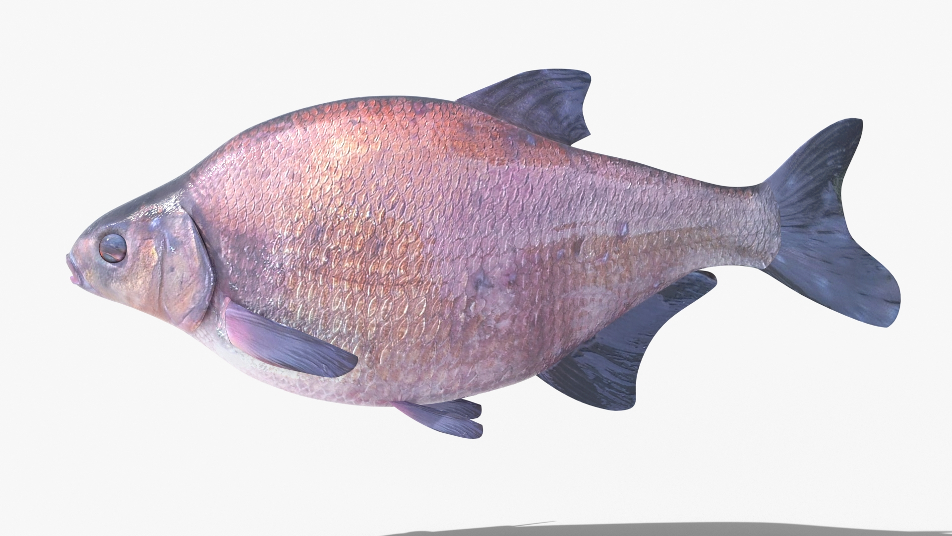 3D Bream Model - TurboSquid 1927322