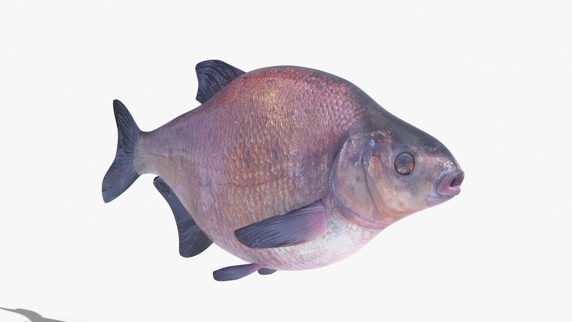 3D Bream Model - TurboSquid 1927322