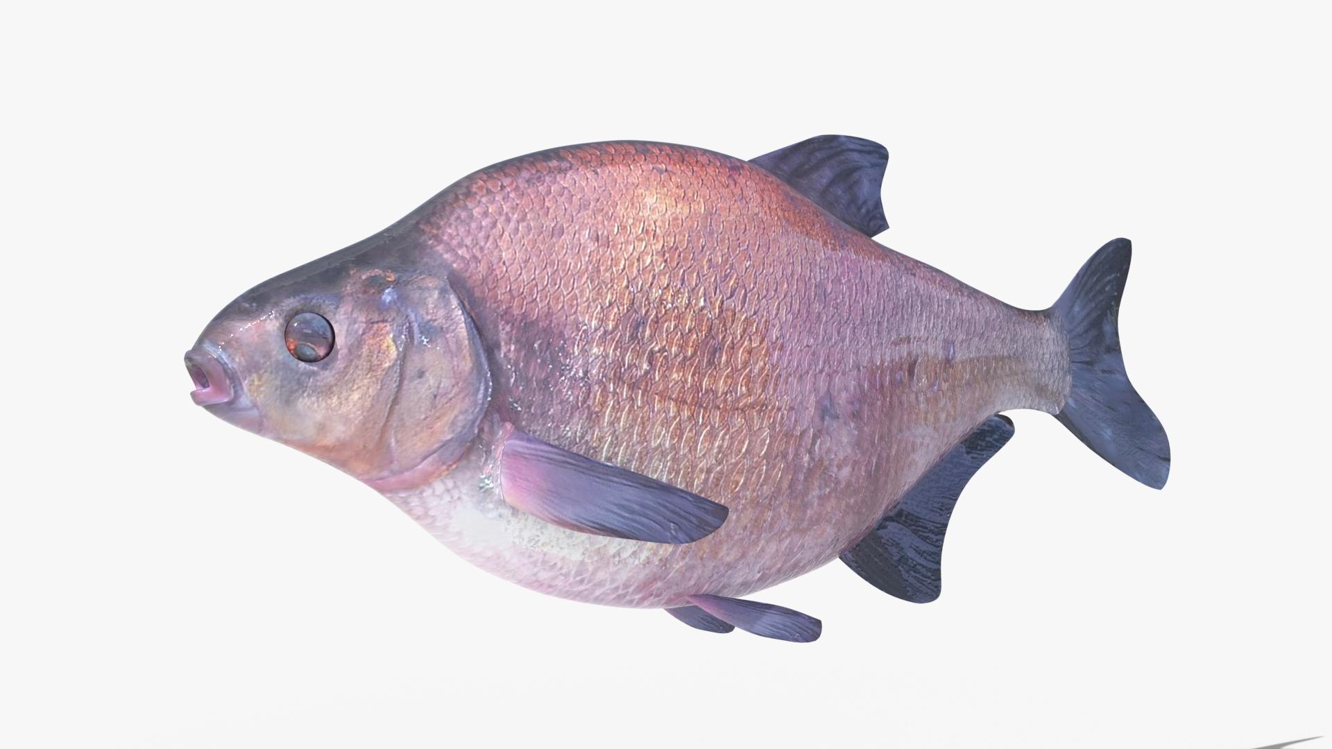 3D Bream model - TurboSquid 1927322