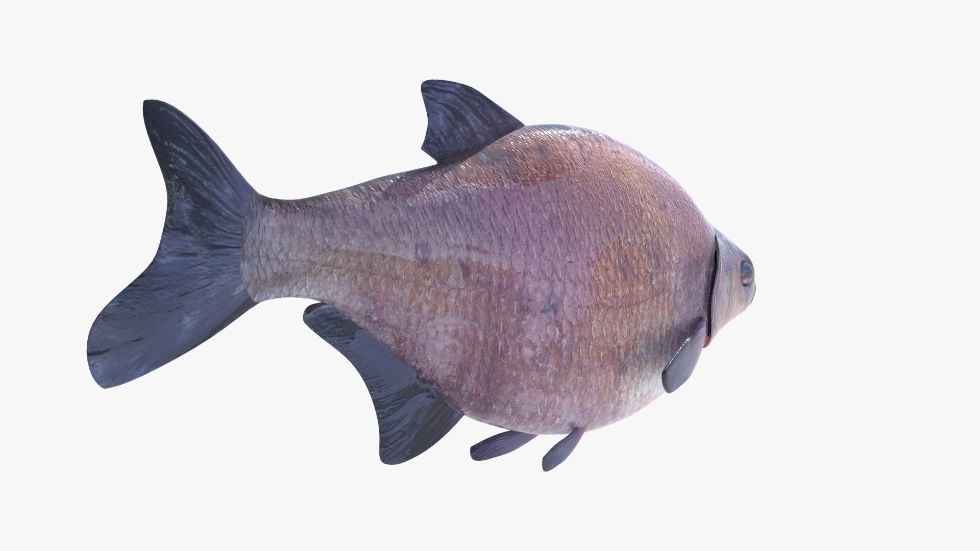 3D Bream Model - TurboSquid 1927322