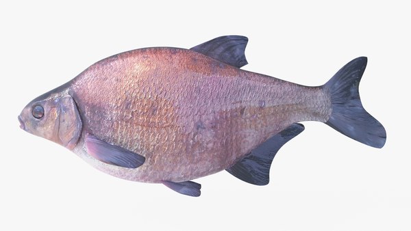 3D Bream model - TurboSquid 1927322